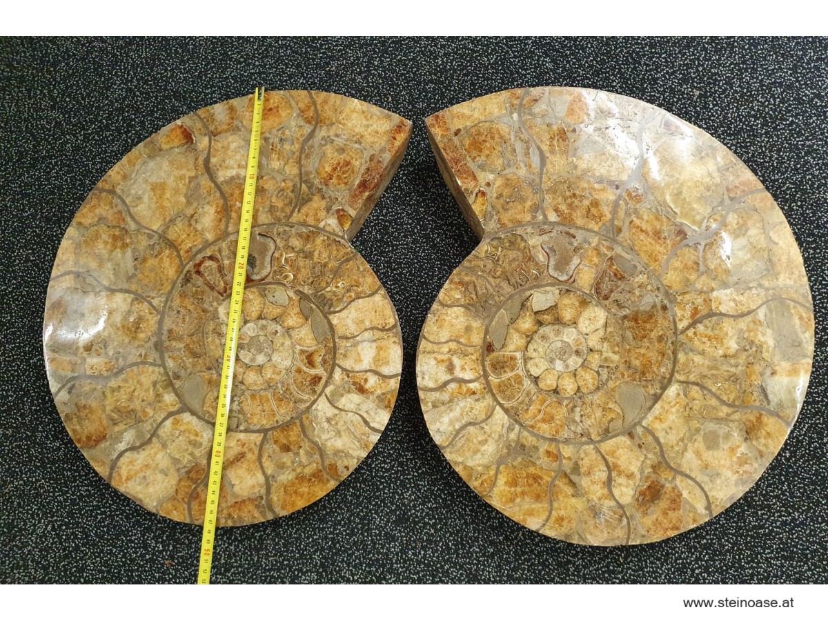 Ammoniten - Paar XL
